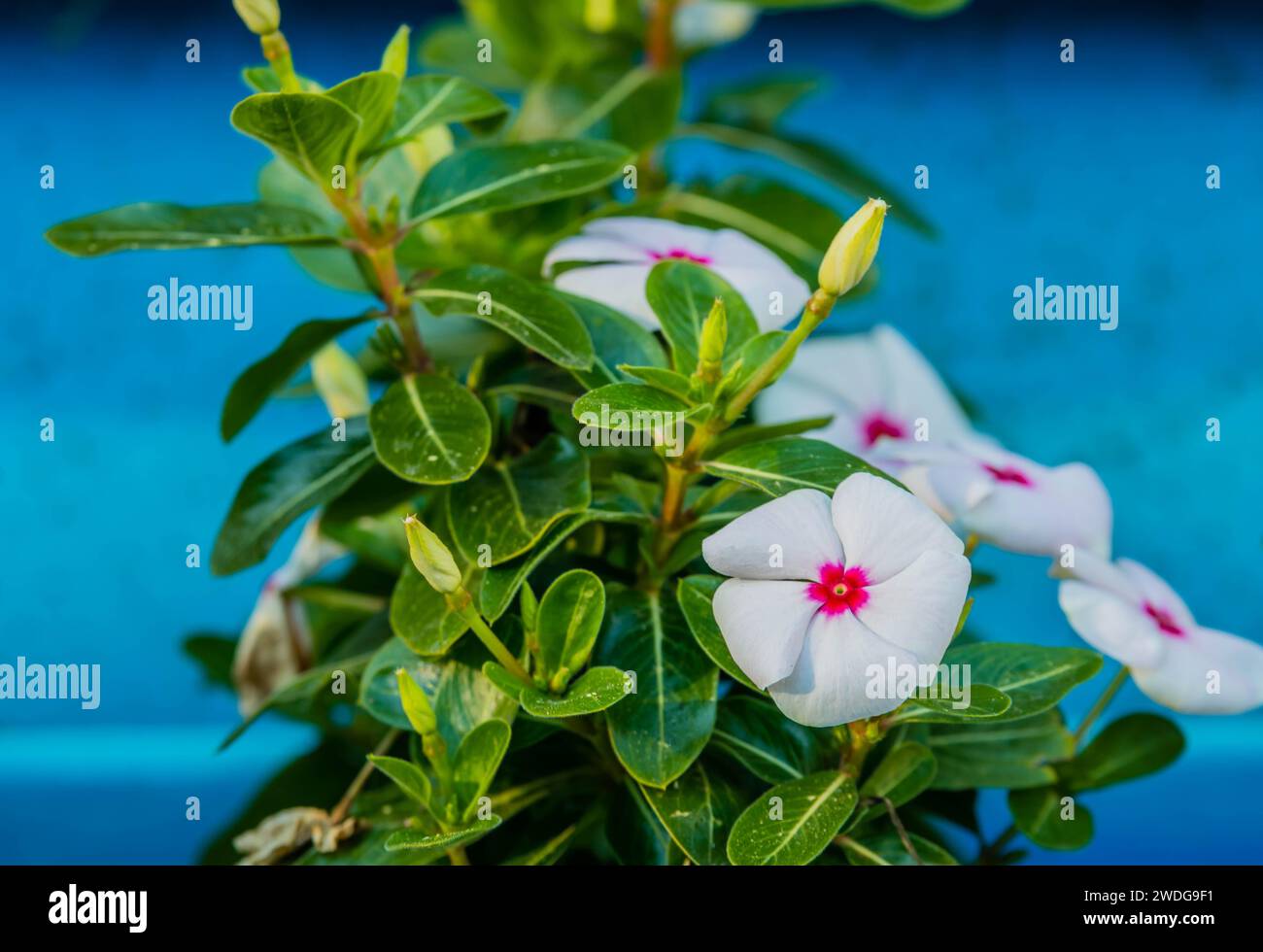 Bush of Madagascar periwinkle with white petals and red center against ...