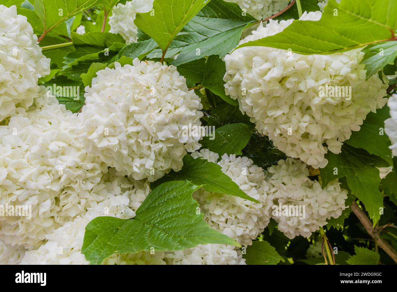 Beautiful white flowers of the snowball tree, Chinese snowball viburnum ...