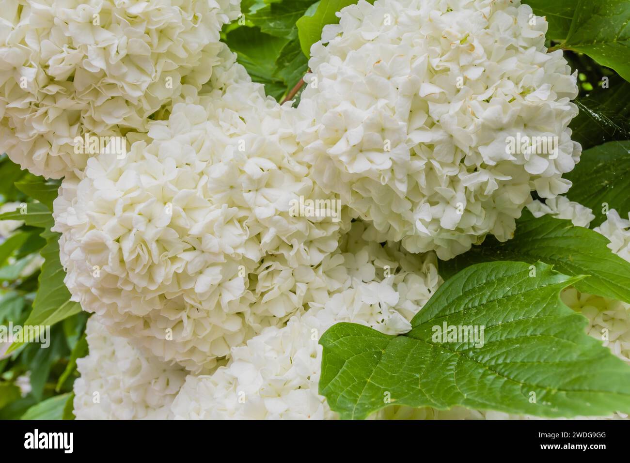 Beautiful white flowers of the snowball tree, Chinese snowball viburnum ...