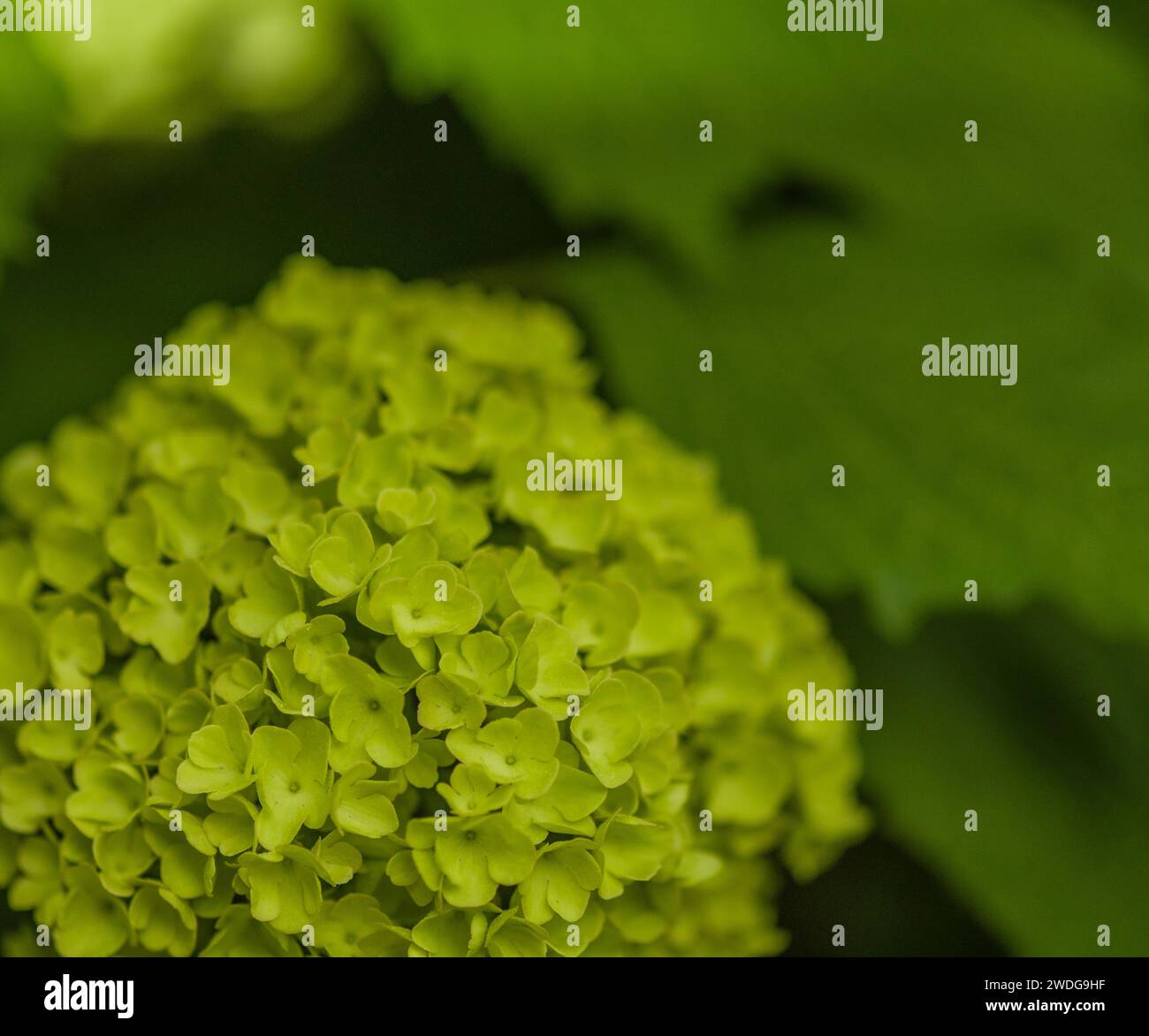 Young green snowball tree flowers, Chinese snowball viburnum, not ...