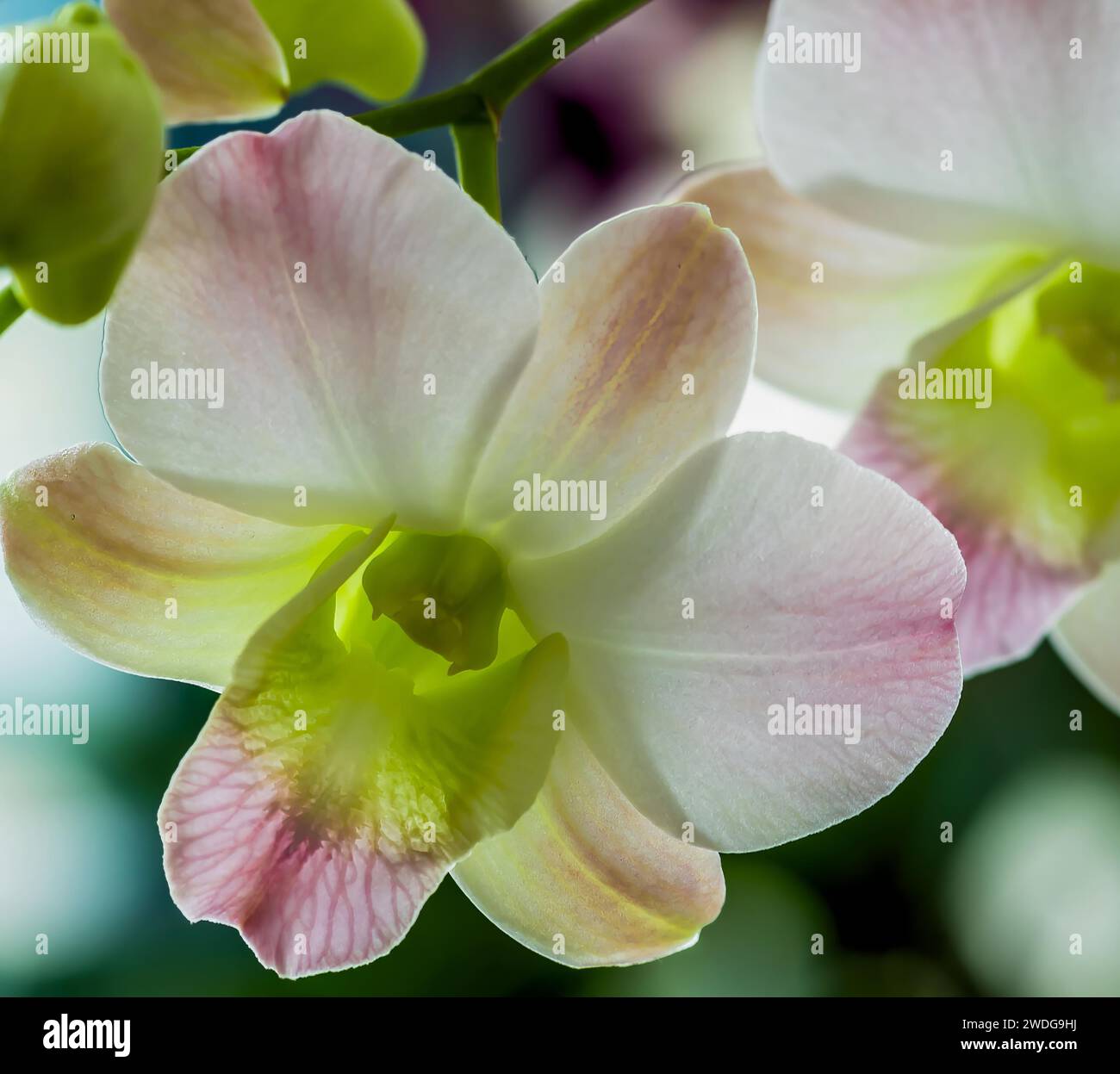 Flower of korea hi-res stock photography and images - Alamy