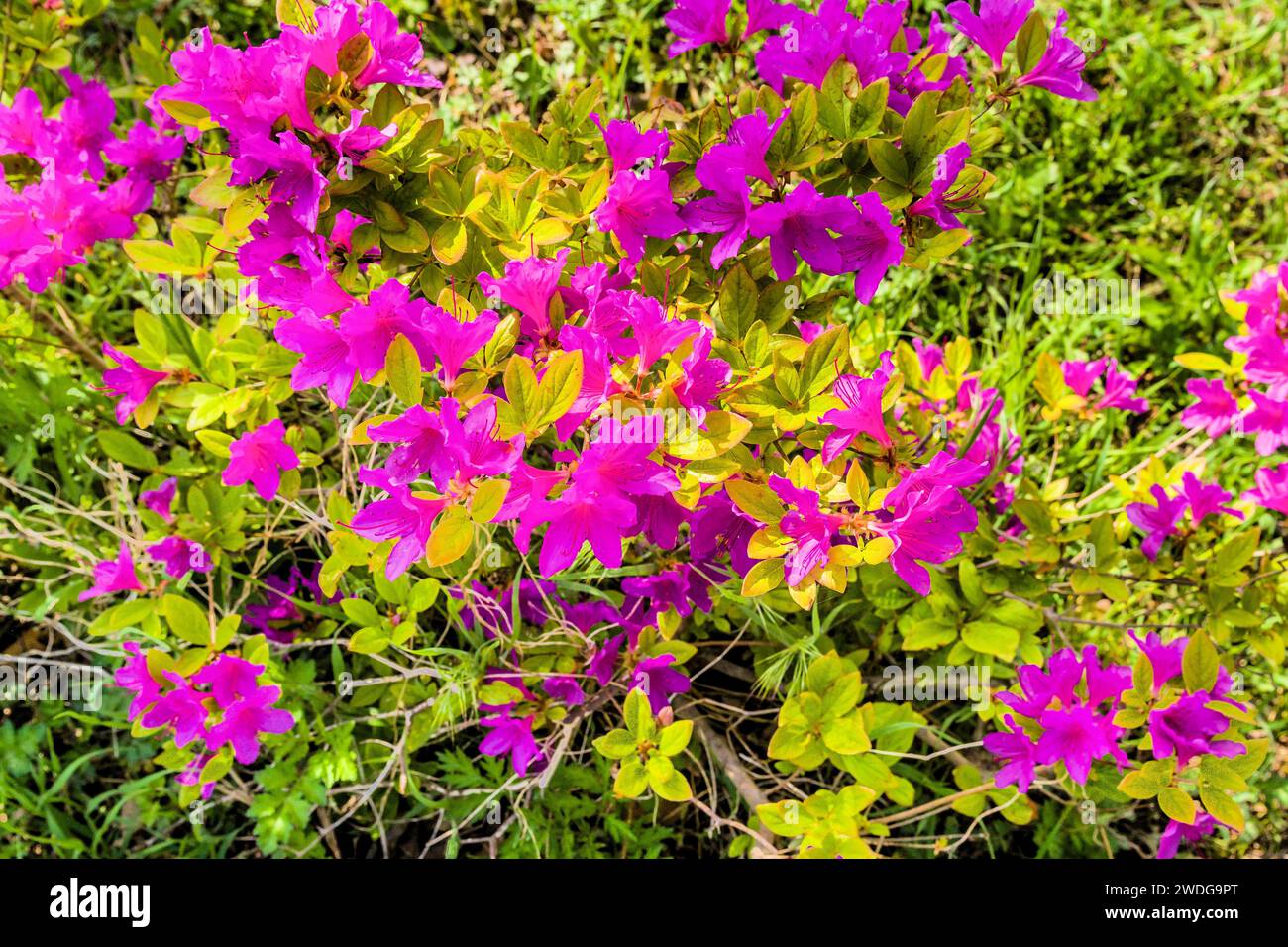 Maroon flowers hi-res stock photography and images - Alamy