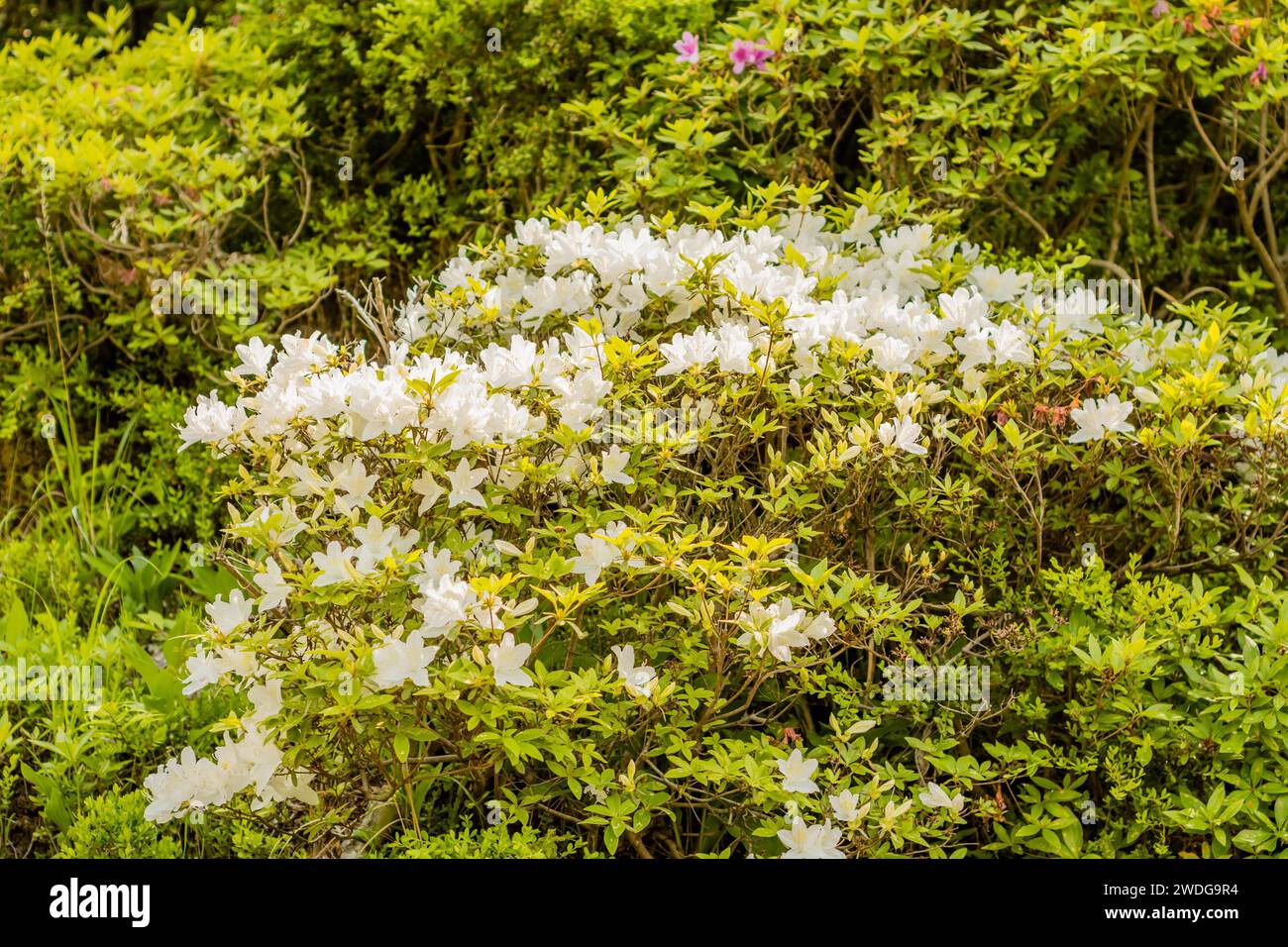Bush of white azalea blooming in wilderness park, South Korea Stock ...