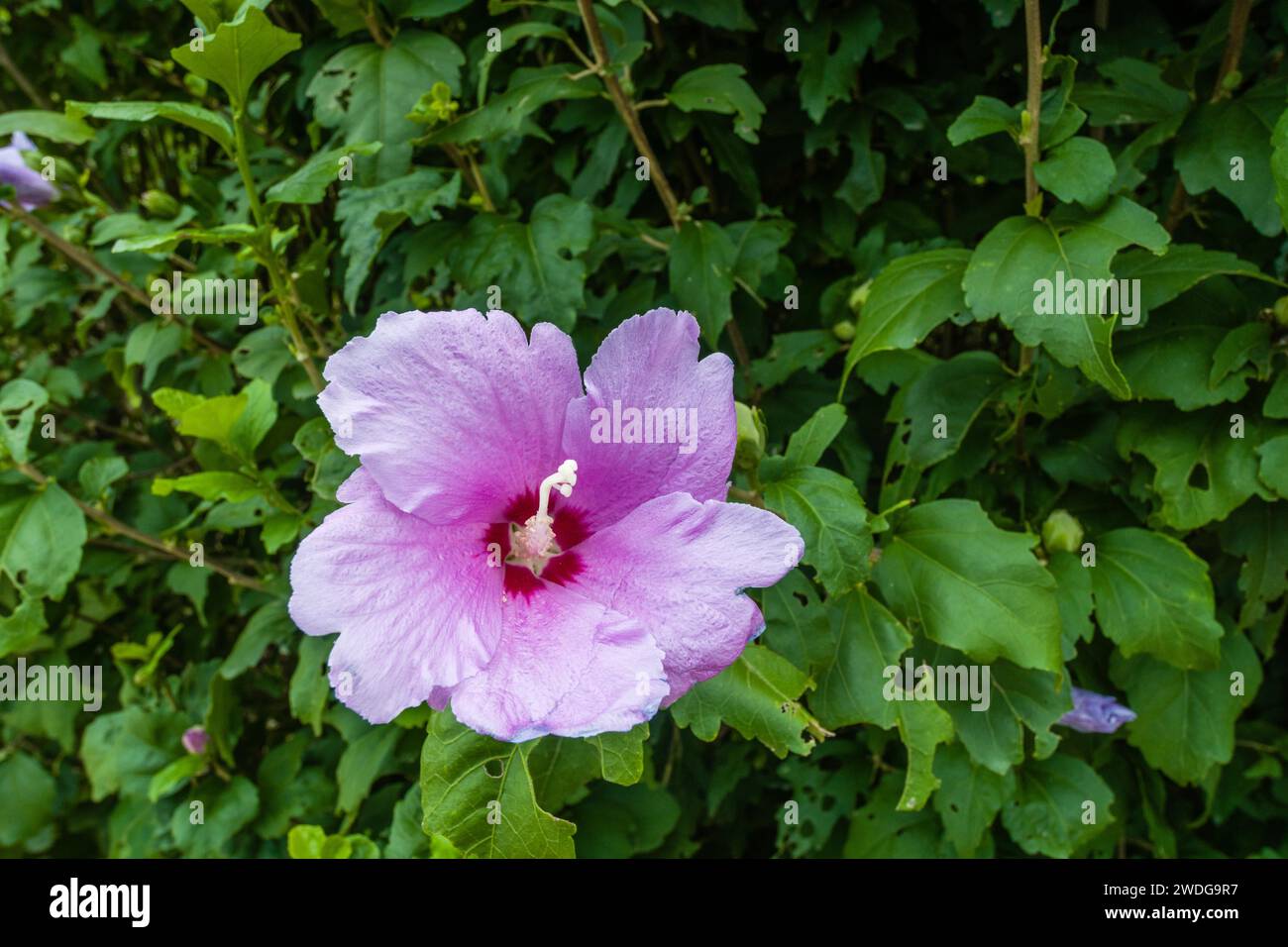 Rose of Sharon flower, common hibiscus, and bush of lush green leaves ...