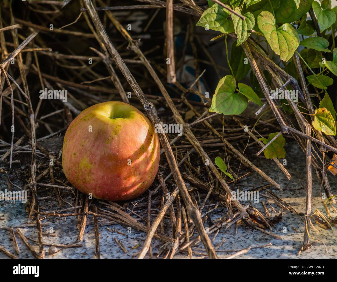 Apple lay on ground among twigs and green leaves of an ivy plant Stock ...