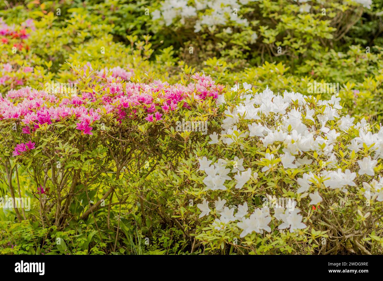 Bushes of white and purple azaleas blooming in wilderness park, South ...