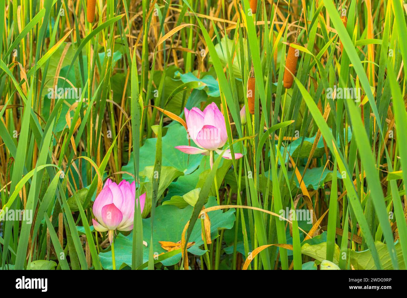 Soft pink lotus flowers gently rising above the green leaves in a ...