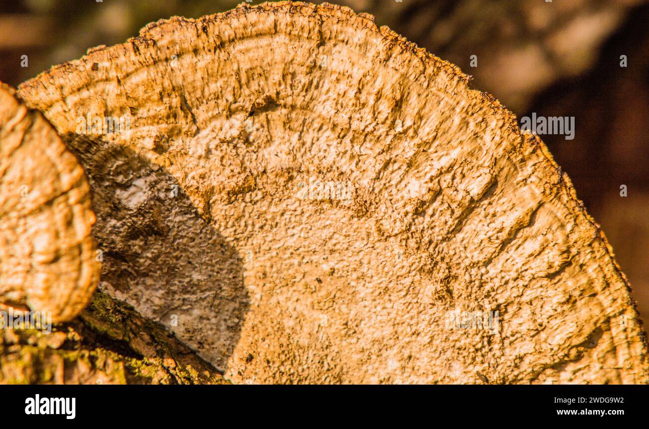 Closeup of a large brown shelf mushroom, ganoderma applanatum, bathed ...