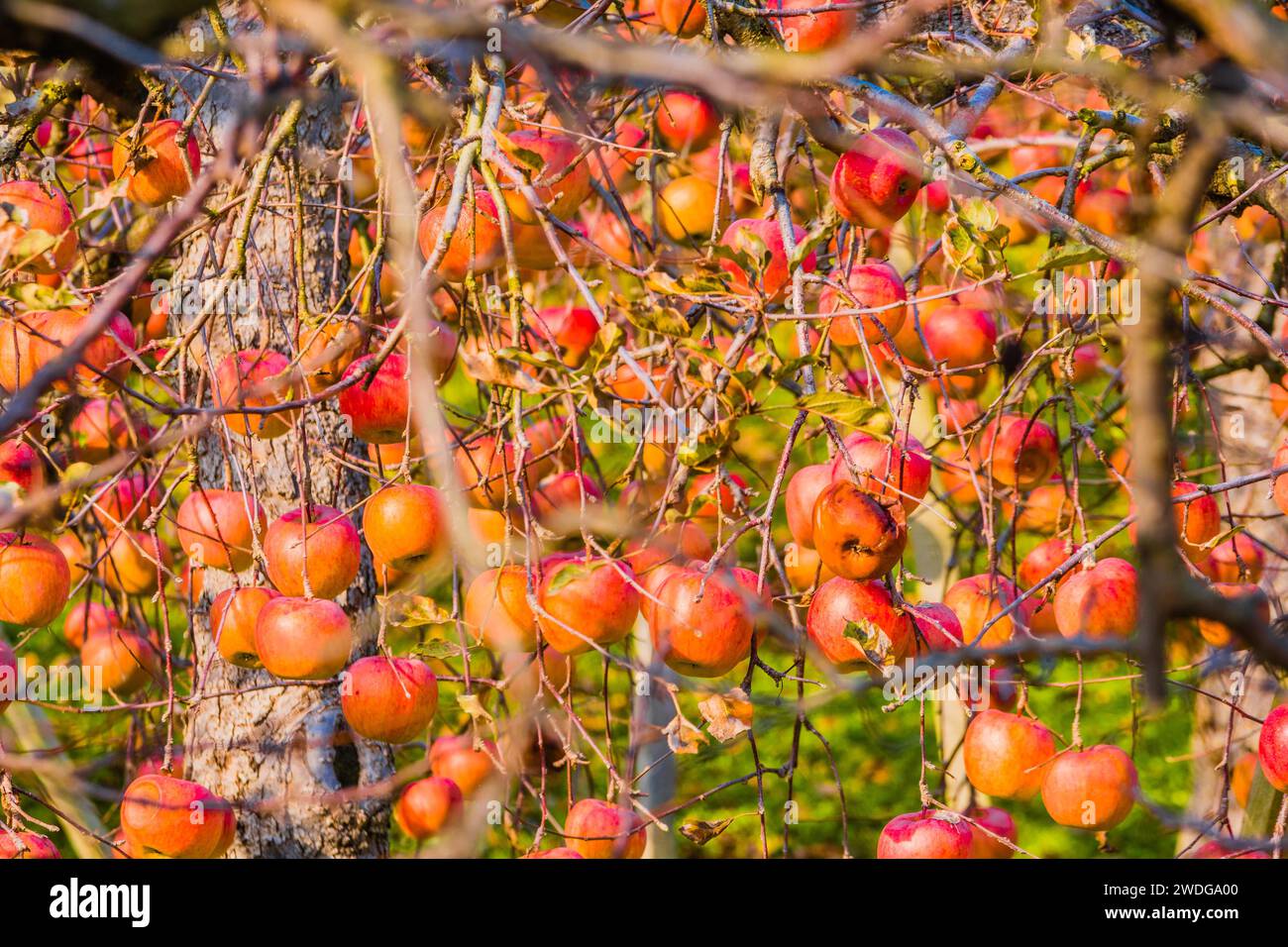 Apple fruit korean korea hi-res stock photography and images - Alamy