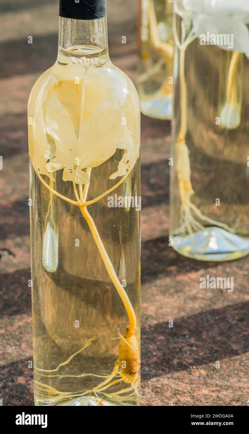 Closeup of beautiful ginseng plant with white leaves inside bottle of ...