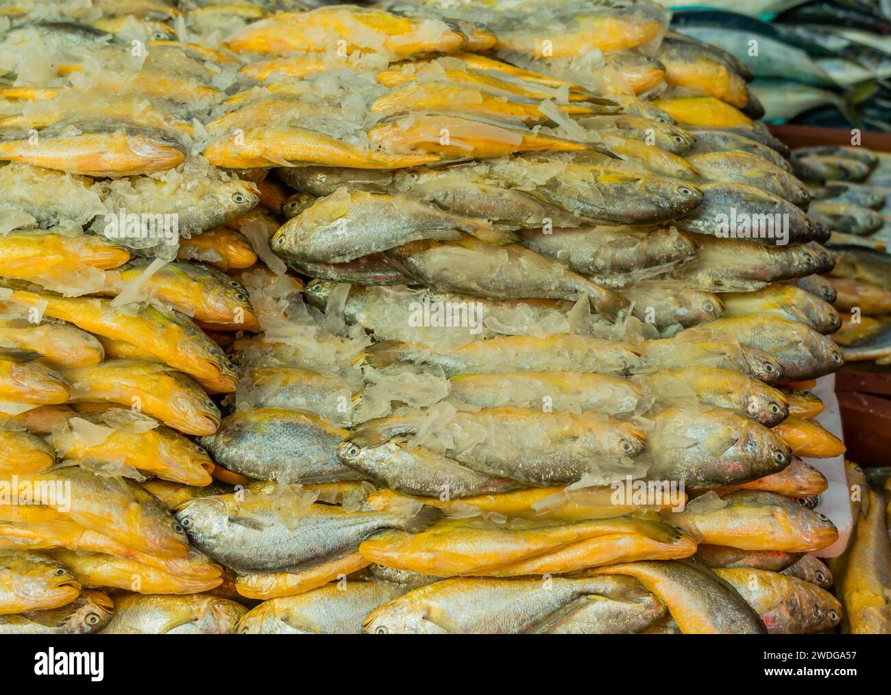 Selection of fresh fish on ice for sale at open air market Stock Photo ...