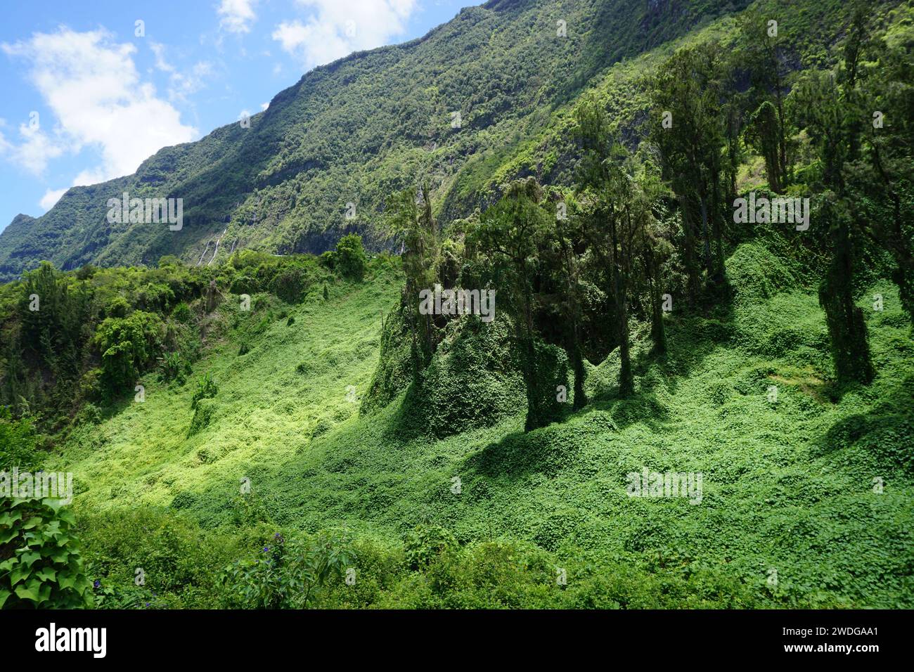 Reunion island green mountains hi-res stock photography and images - Alamy