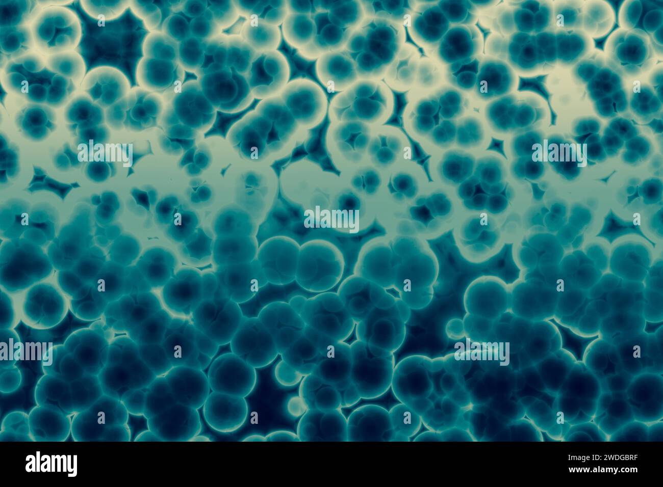Shape of bacterial cell: cocci, bacilli, spirilla bacteria background ...