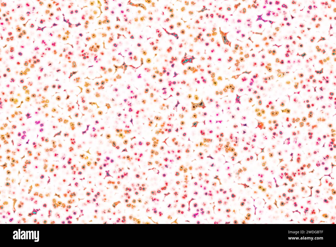 Shape of bacterial cell: cocci, bacilli, spirilla bacteria background ...