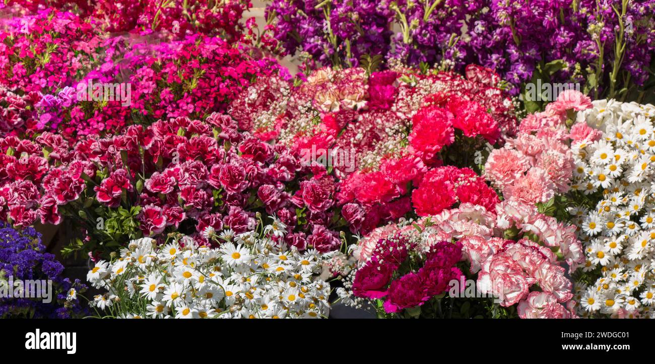 Blooming beautiful colorful fresh natural flowers in view Stock Photo ...