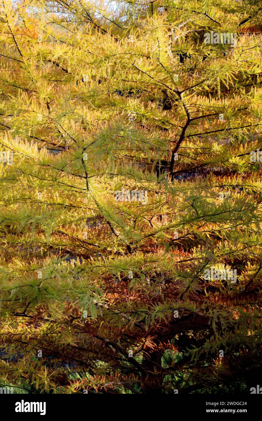 Autumn tree leaves texture background. leaf background texture Stock ...