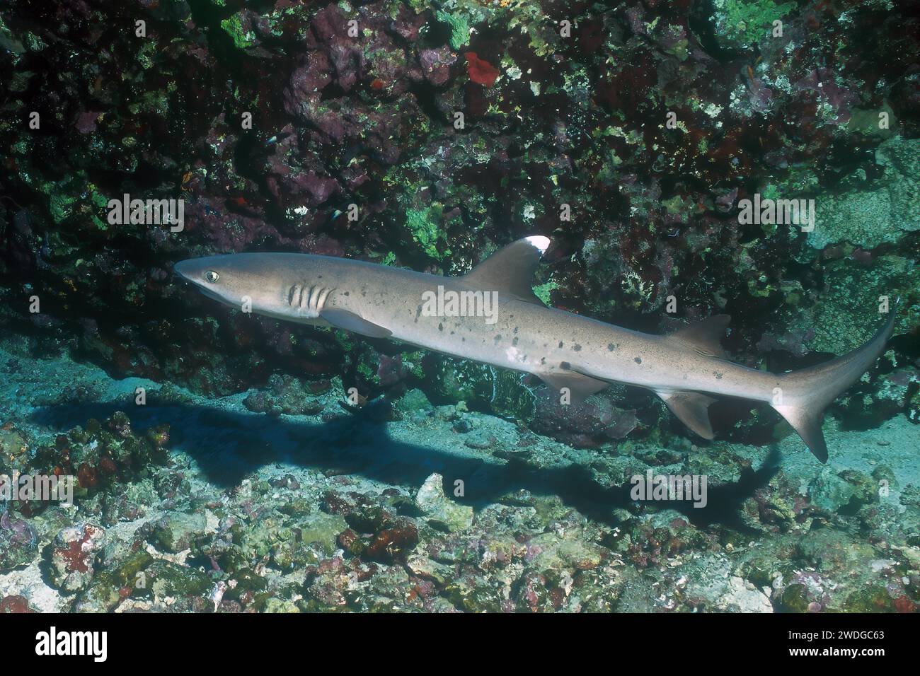 Whitetip reef shark (Triaenodon obesus) Whitetip reef shark swimming ...