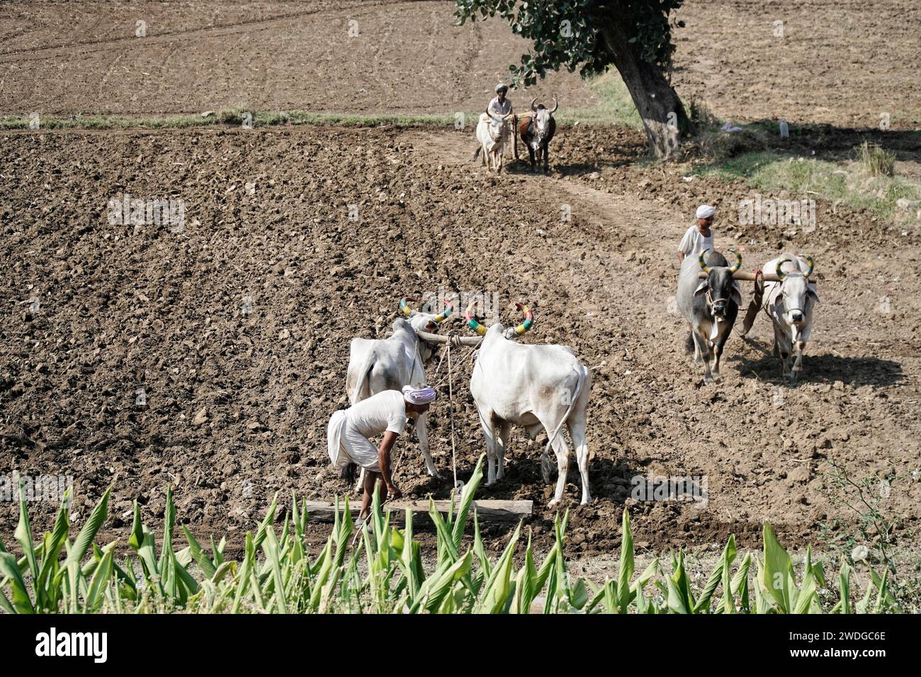 Two farmers using cattle and a wooden plough for traditional farming in ...