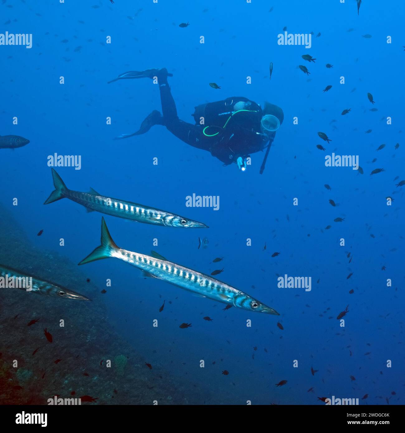 Diver looking up at a small group of European barracuda (Sphyraena ...