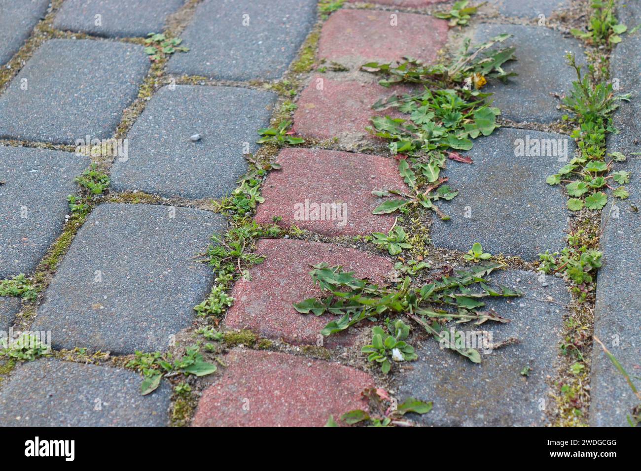 Paving stones overgrown with weeds. Weeds grow on the paving stones in ...