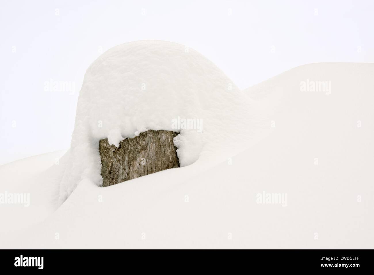 Trees covered with snow. Details in winter. Nature close-ups in winter ...