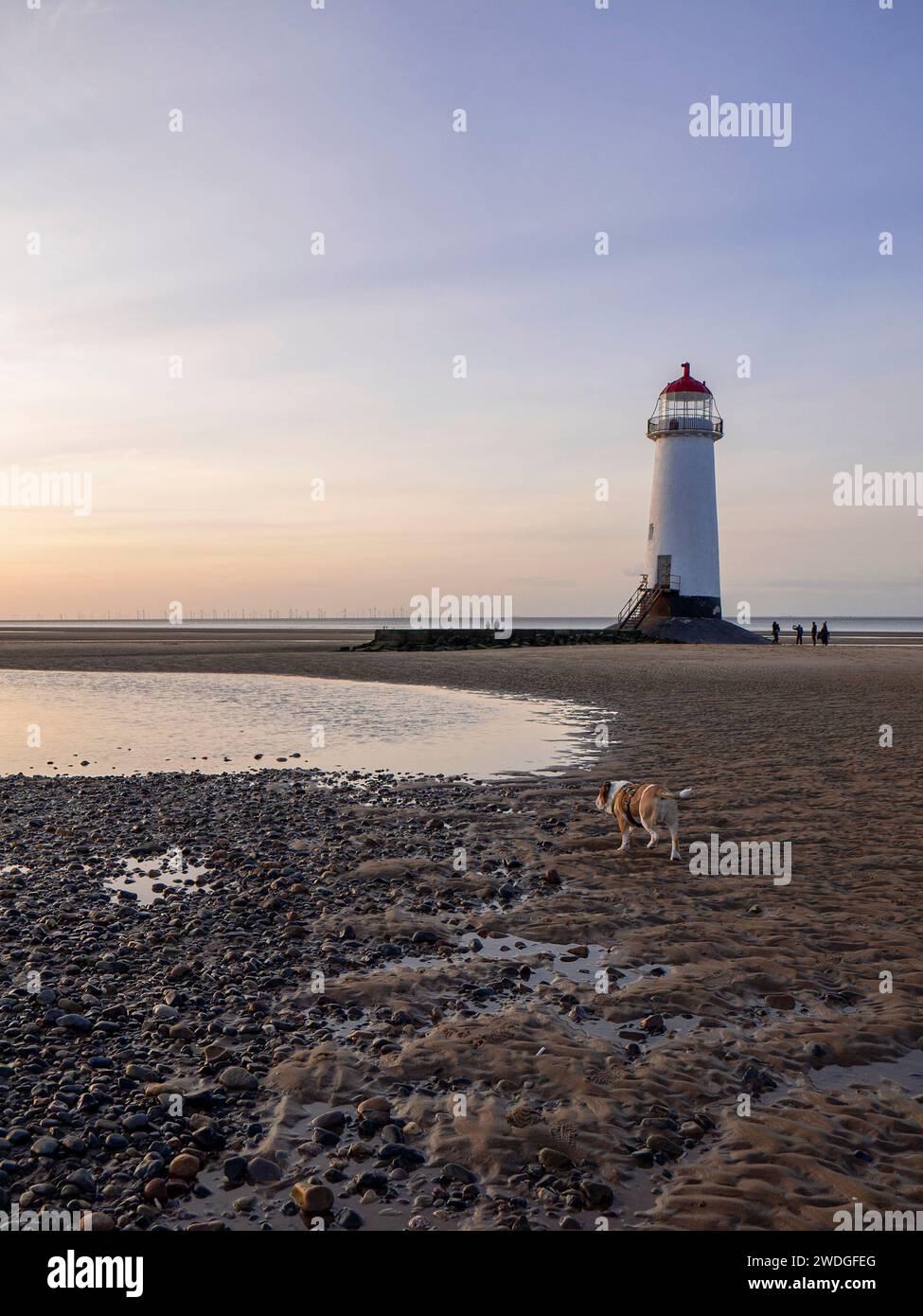 Bulldog strolling across Talacre Beach near Point of Ayr Lighthouse at ...