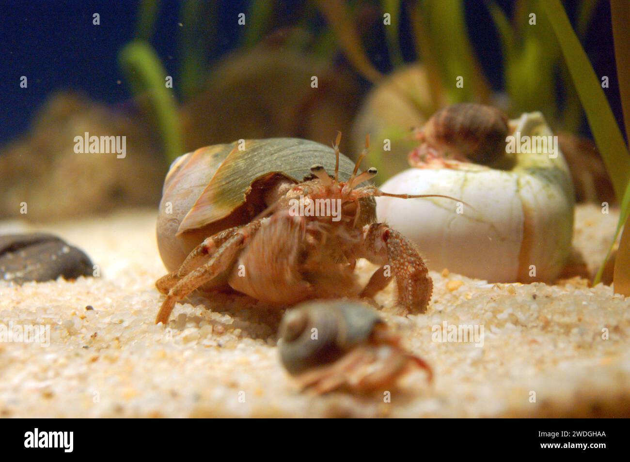 A hermit crab emerges from its shell underwater Stock Photo - Alamy