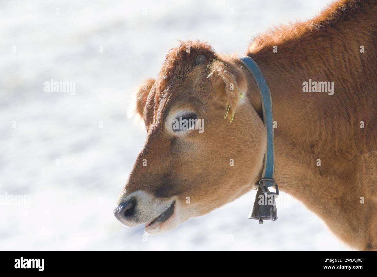 Cow Smiling Funny