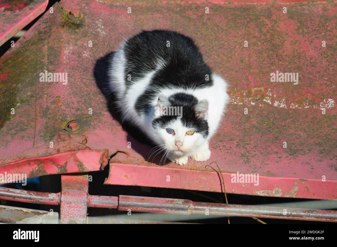 Domestic cat with a malformed eye. Probably damaged from the fight ...