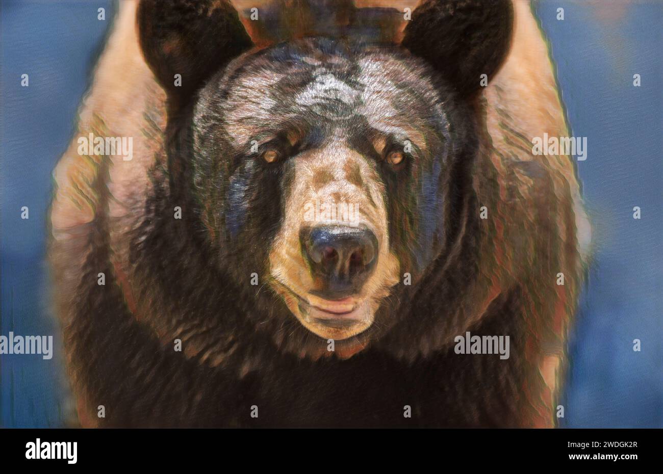 Black bear male hi-res stock photography and images - Alamy