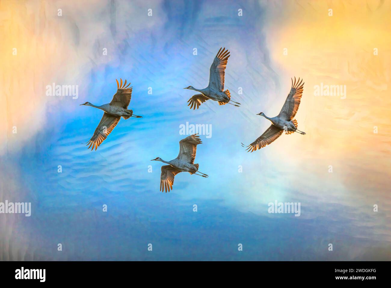 Wintering Sandhill Cranes in flight over Paynes Prairie State Park ...