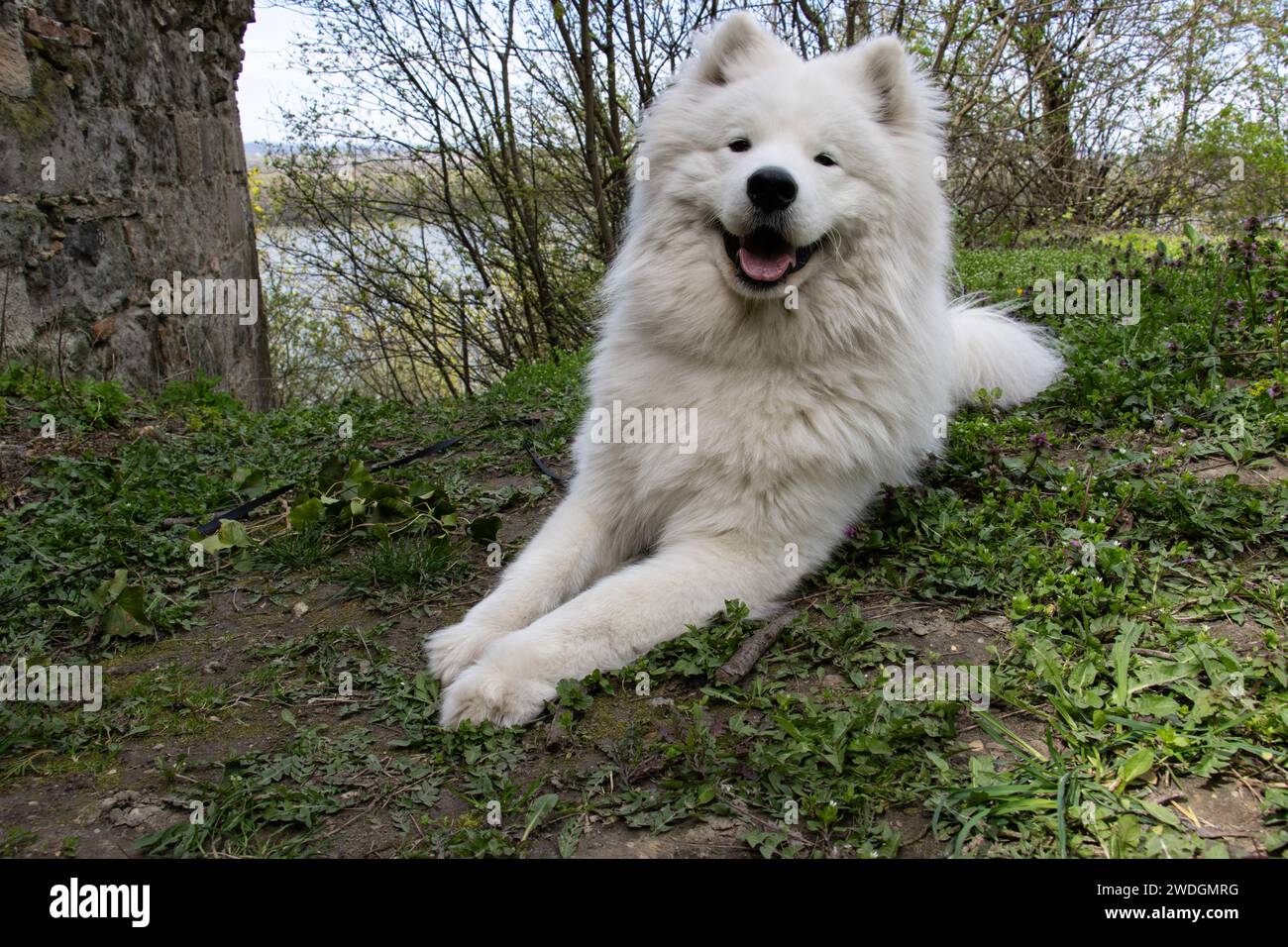 Happy samoyed lying in the grass Stock Photo - Alamy