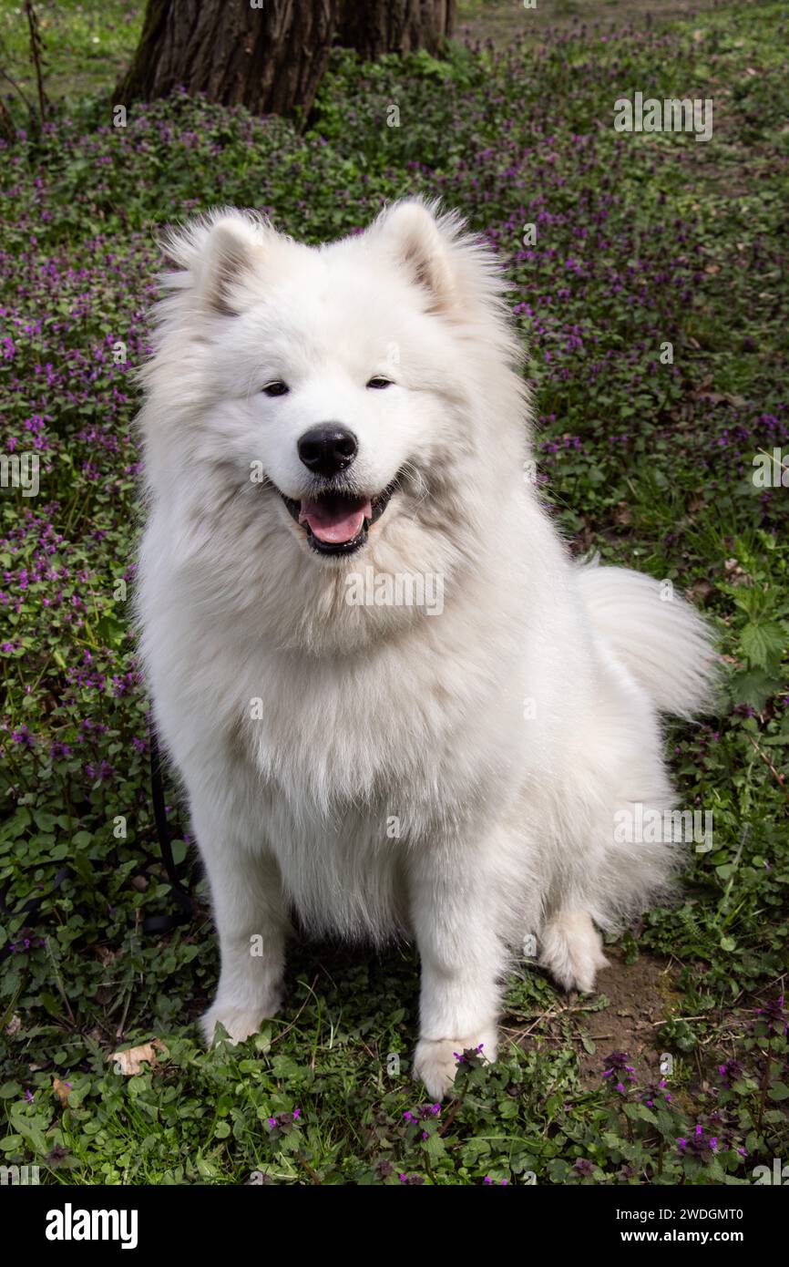 Happy samoyed sitting in the grass Stock Photo - Alamy