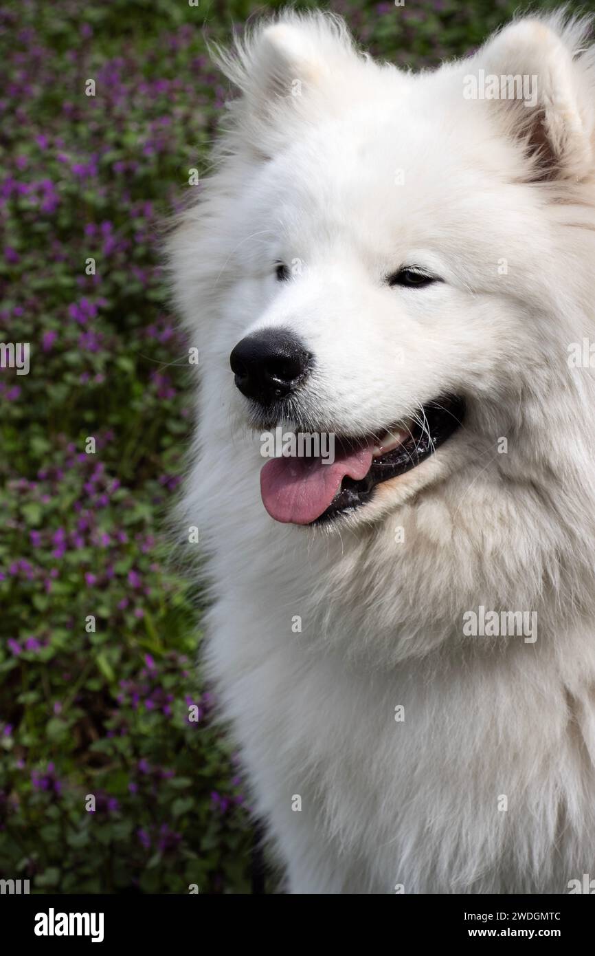 Samoyed face hi-res stock photography and images - Alamy