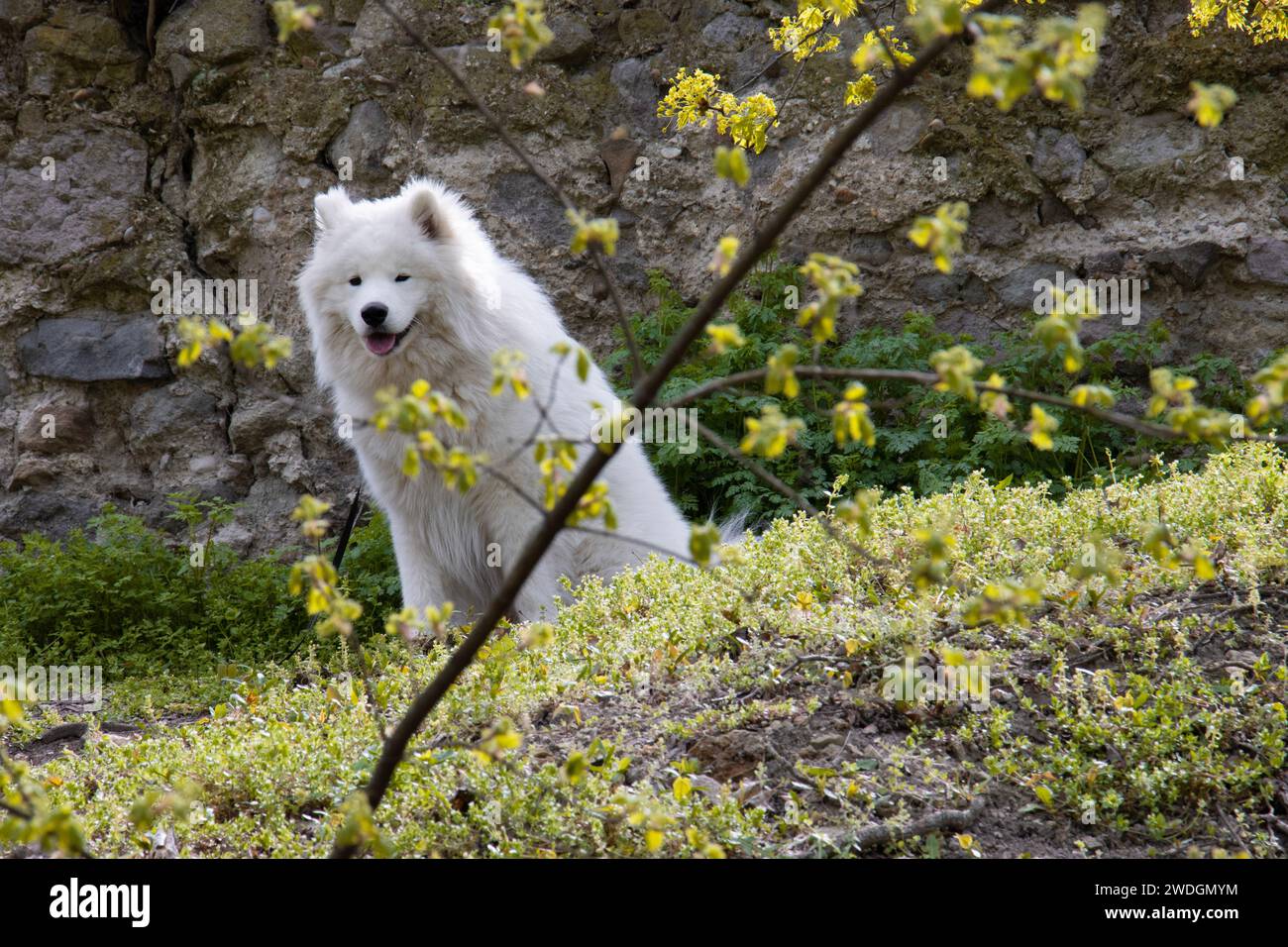Samoyed peeking from behind the branch Stock Photo - Alamy