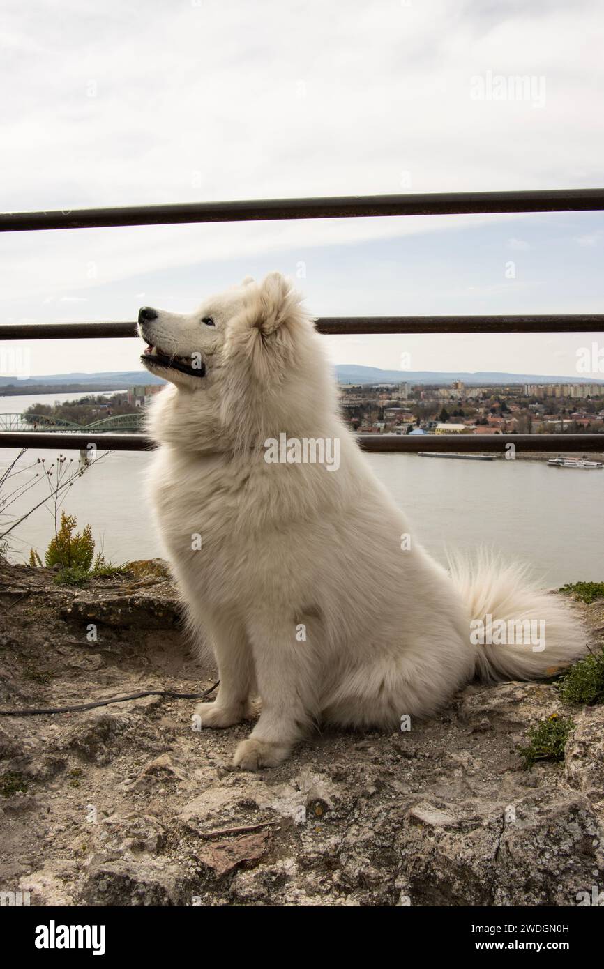 Dog breed hungary hi-res stock photography and images - Alamy