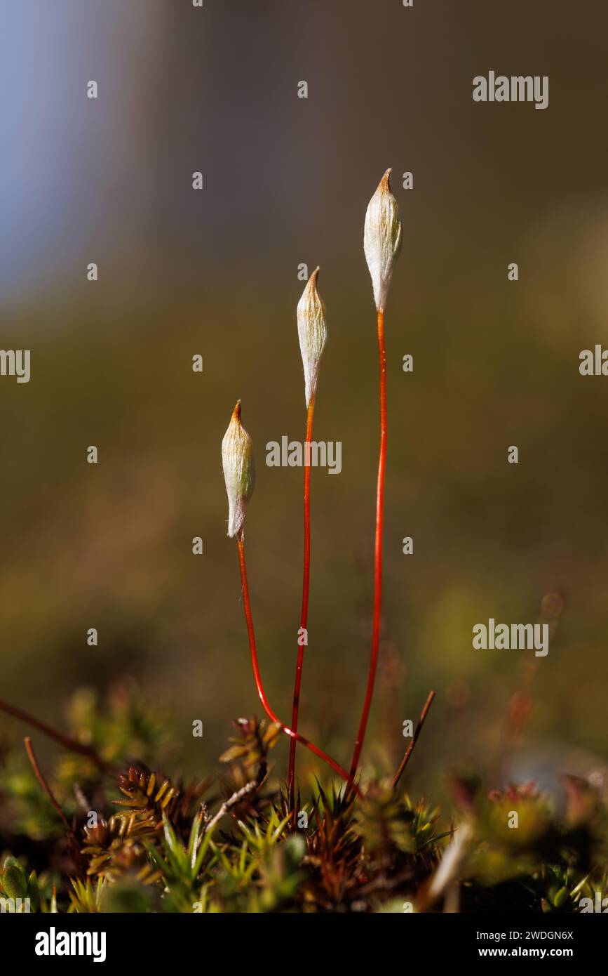 Macro image of moss capsules Stock Photo - Alamy