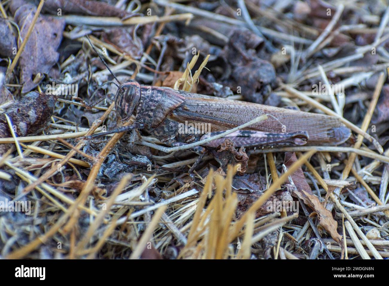 A red-shanked grasshopper (Xanthippus corallipes pantherinus Stock ...