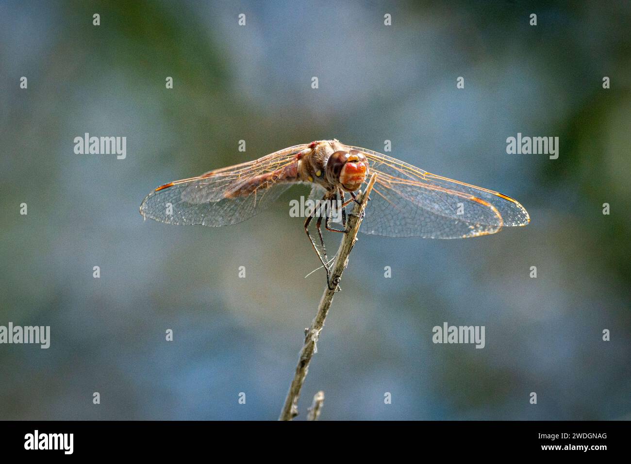 A wandering glider (Pantala flavescens) dragonfly sits on a twig Stock ...