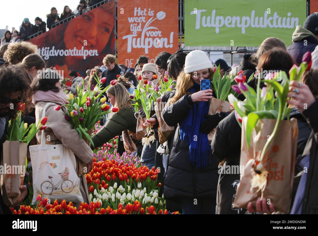 Thousands of people picked free tulips during the National Tulip Day at ...