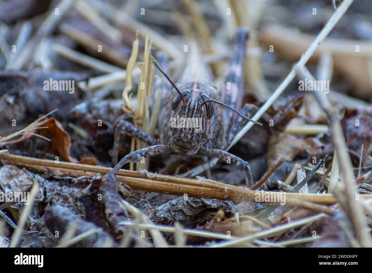 Close-up of the head of a red-shanked grasshopper (Xanthippus ...