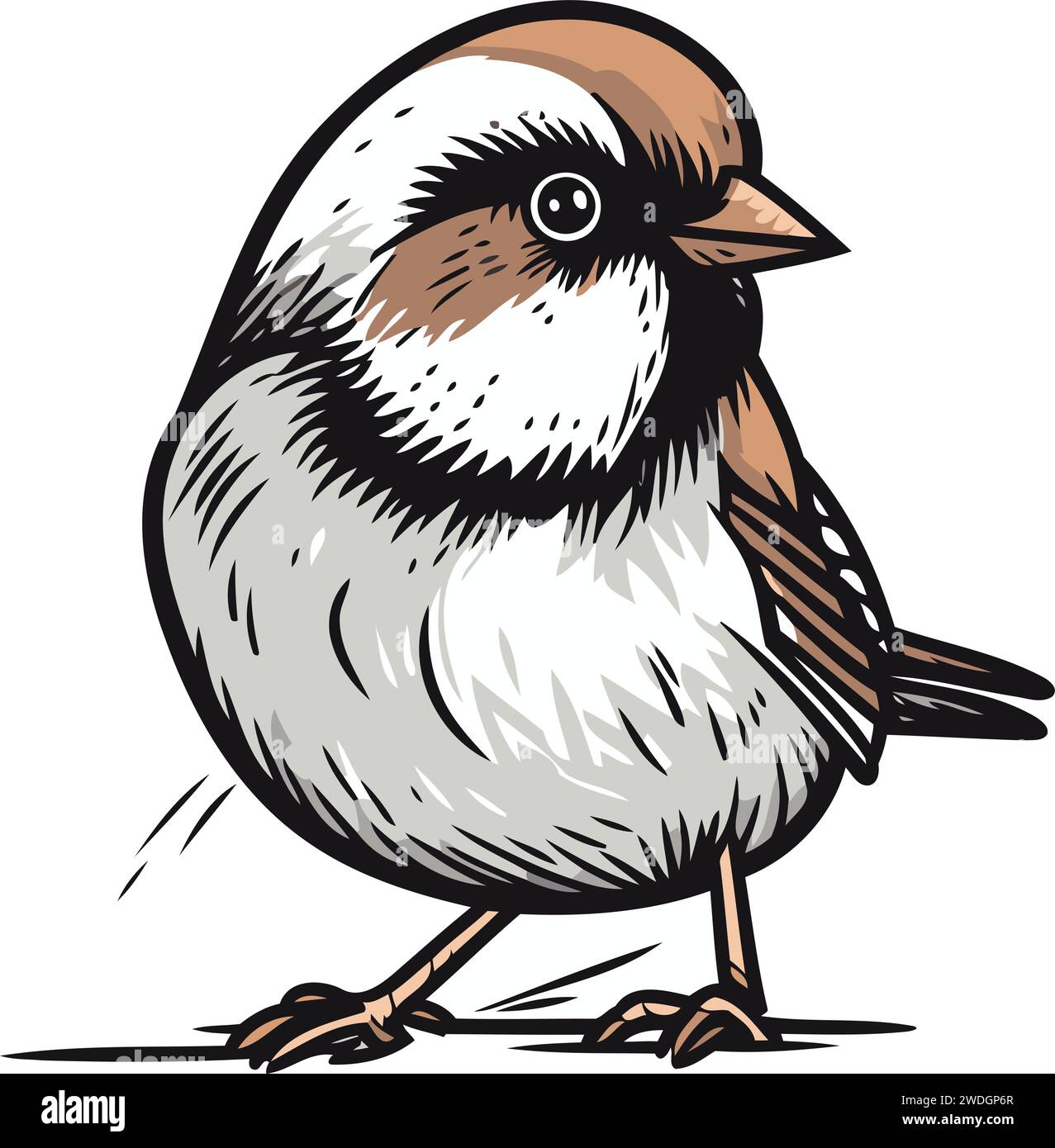 Chickadee vector vectors Cut Out Stock Images & Pictures - Alamy