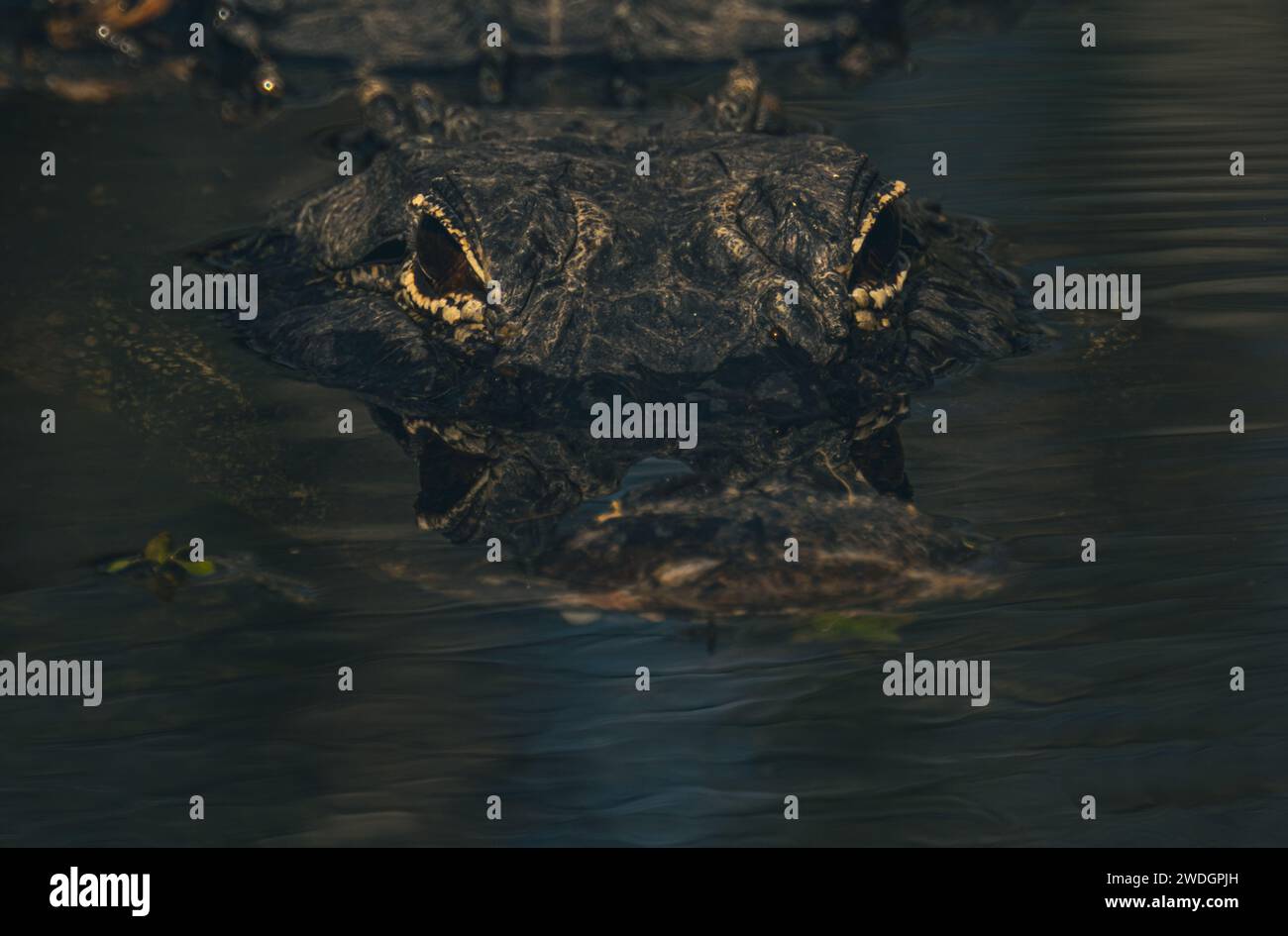 Aligator detail hi-res stock photography and images - Alamy