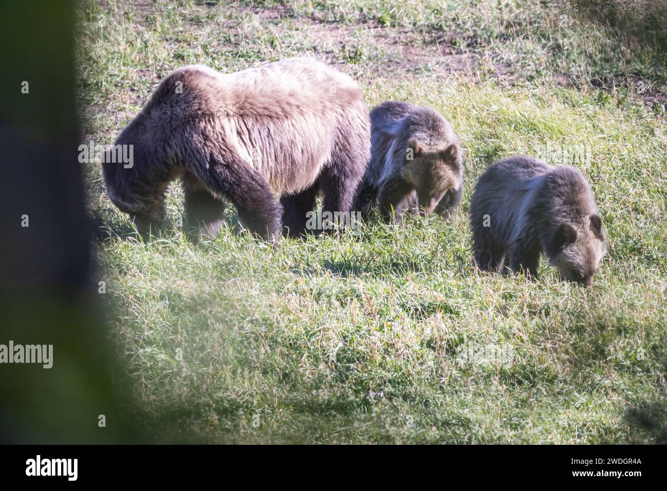 Large adult grizzly mom and cubs feeding on grass in Glacier National ...