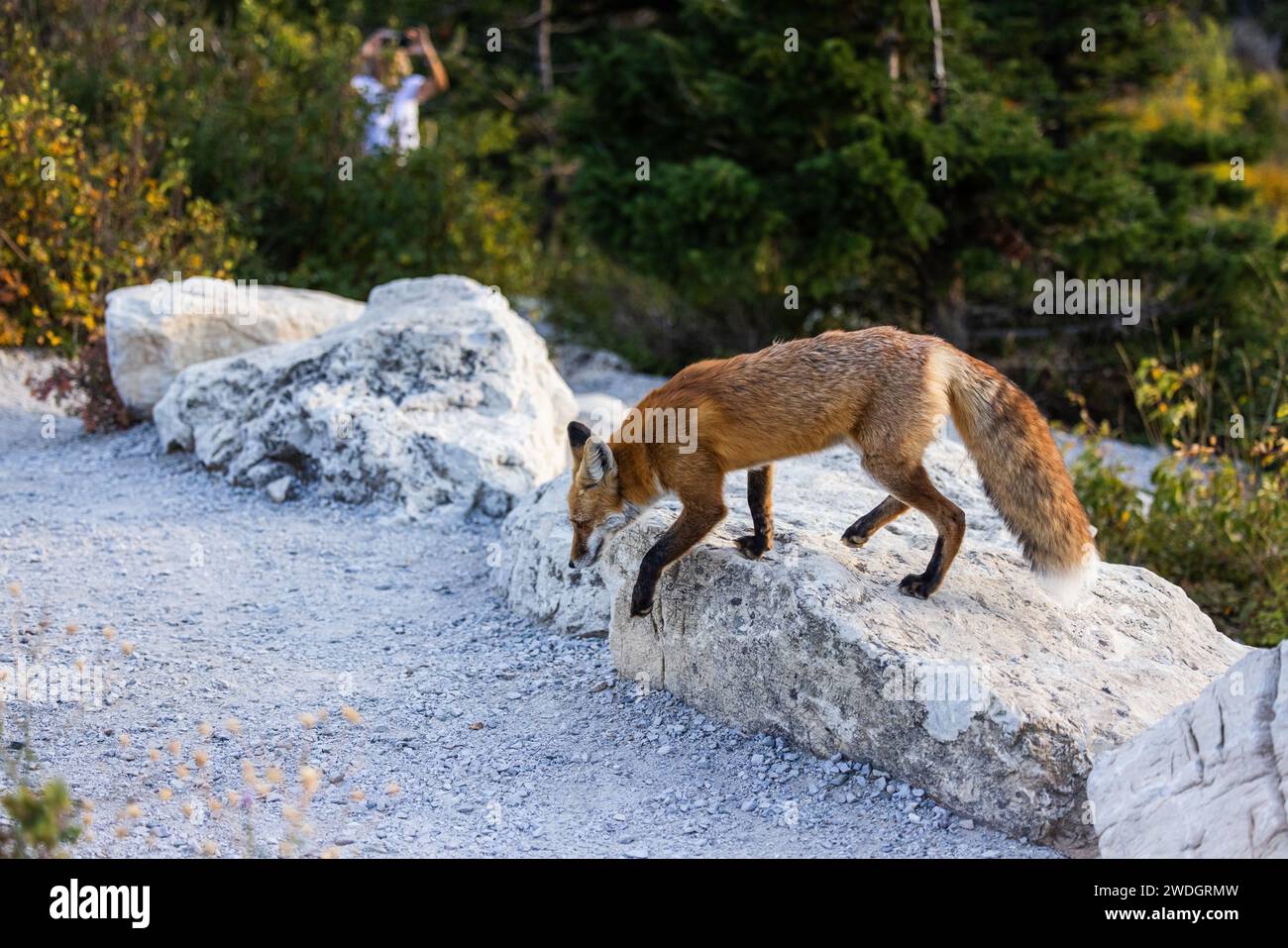 Adult red fox in Glacier National Park, Montana Stock Photo - Alamy