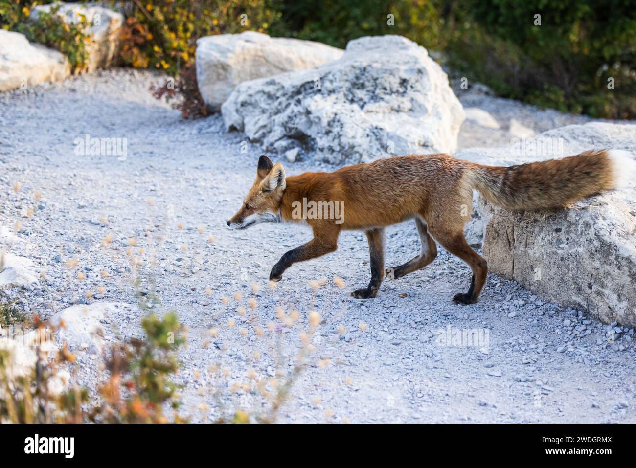 Adult red fox in Glacier National Park, Montana Stock Photo - Alamy