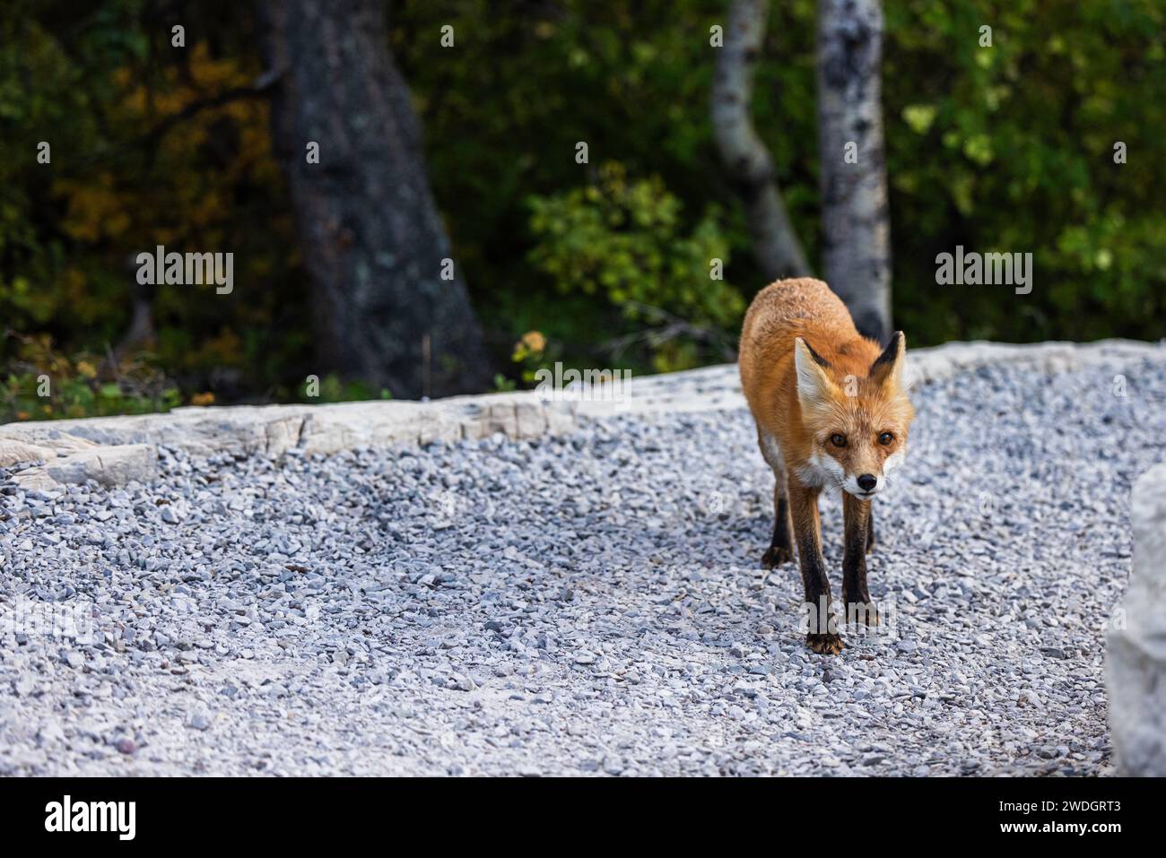 Adult red fox in Glacier National Park, Montana Stock Photo - Alamy