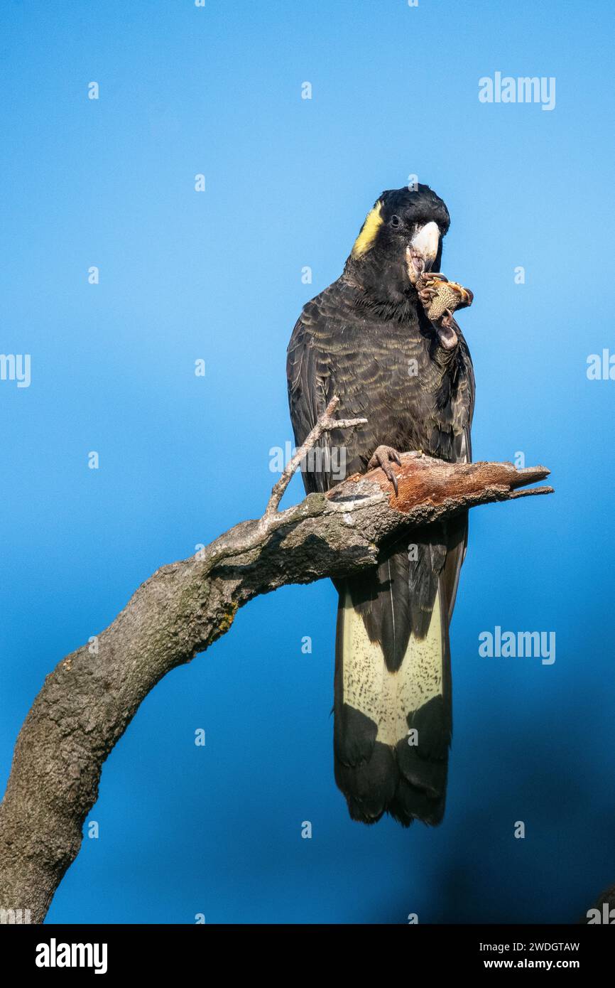 yellow-tailed black cockatoo (Zanda funerea Stock Photo - Alamy
