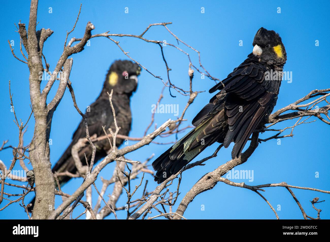 yellow-tailed black cockatoo (Zanda funerea), male and female Stock ...