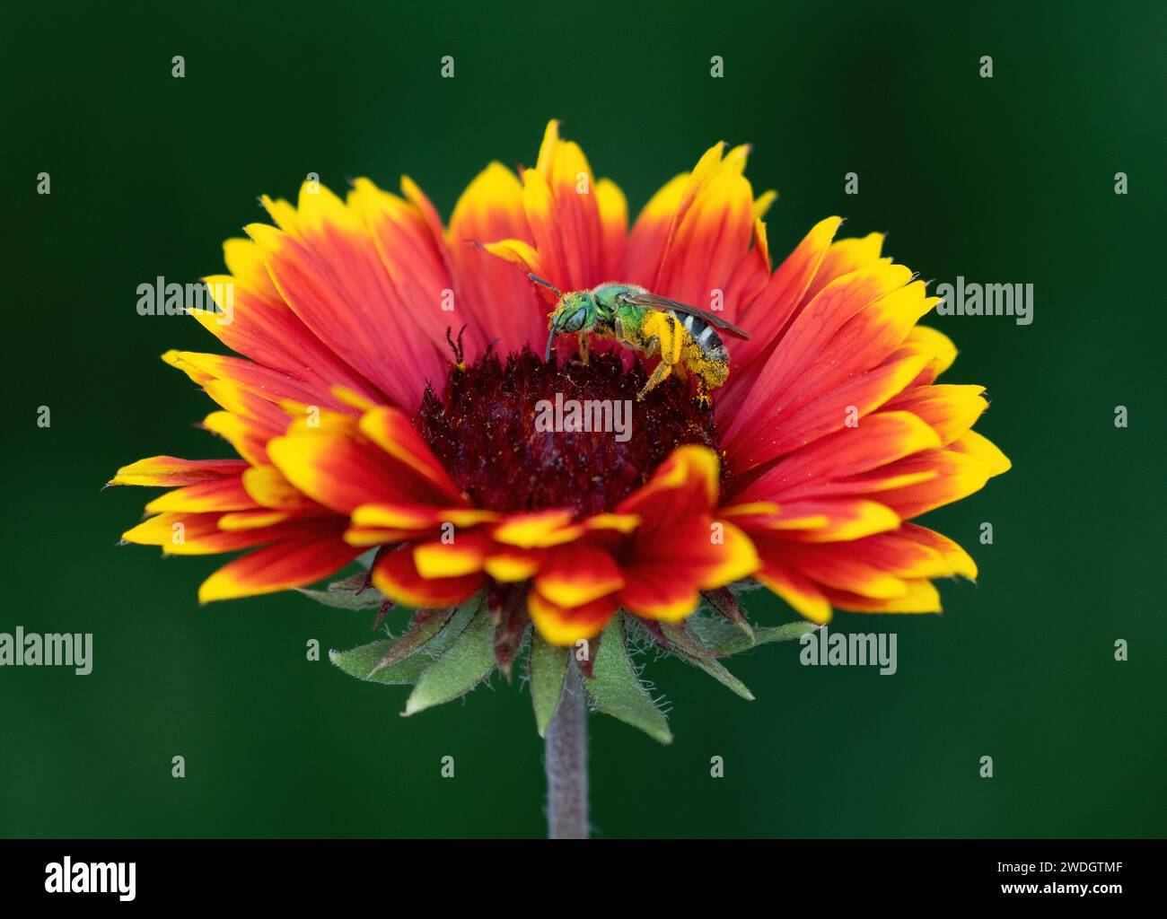 A Bicolored Striped Sweat Bee peppered with pollen crossing the core of ...
